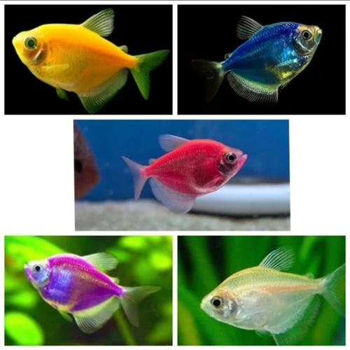 Jual ikan hias warna warni aquascape aquarium akuarium ikan warna fish ...