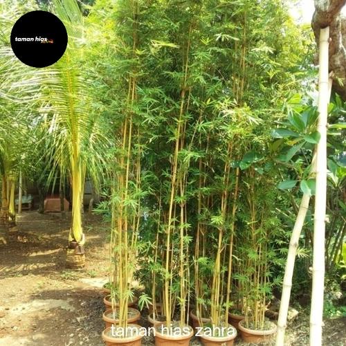 Jual tanaman hias bambu kuning mini - Kab. Bogor - Taman Hias zahra ...