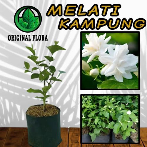 Jual Bibit Bunga Melati Putih Tanaman Hias Melati Wangi Melati Harum ...