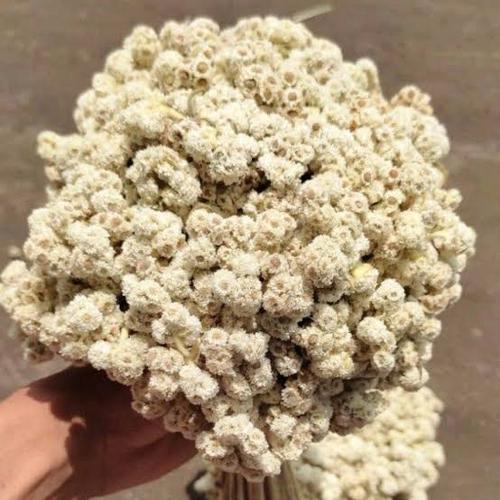 Jual BUNGA KERING Edelweis Murah/BUNGA DRY FLOWER/BUNGA BUCKET/BUNGA ...