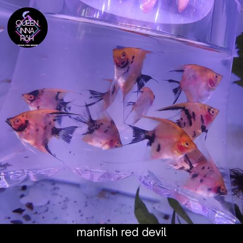 Promo manfish red devils / angelfish red devil / ikan manfish ikan ...