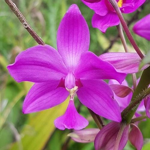 Jual Tanaman Bunga Anggrek Tanah Filipina Spathoglottis plicata ...