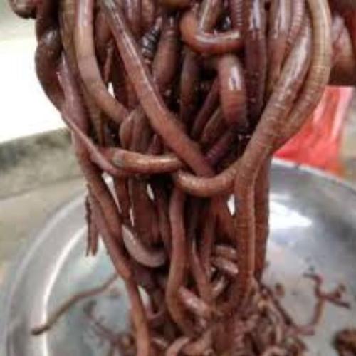 Jual Cacing Kalung Kebo 100 Gram cacing jumbo berkualitas - 100 Gram ...