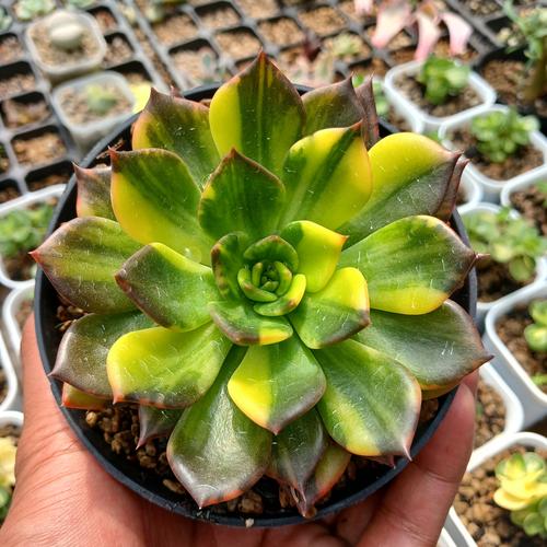 Jual tanaman hias/sukulen echeveria black prince variegated - Kab ...