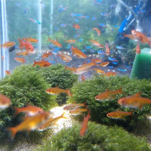 Jual amandae tetra - Kota Bandung - ISTANA AQUARIUM BANDUNG | Tokopedia