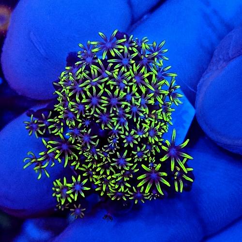 Jual green star polyp gsp polip bintang hijau metalik frag aquarium ...