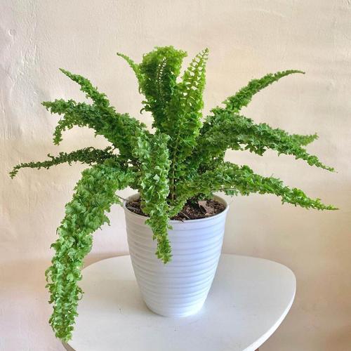 Promo Tanaman Hias Pakis Kribo/ Pakis Keriting / Curly Fern / Sword ...