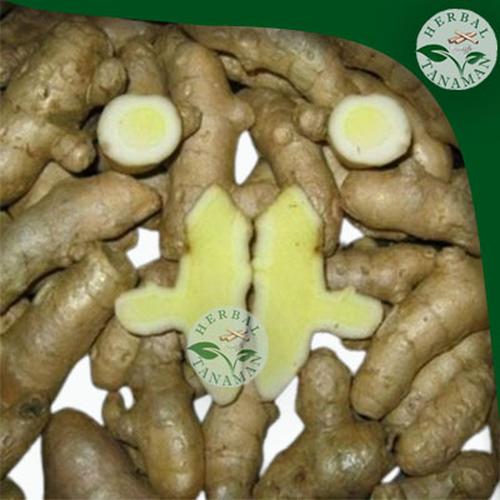 Jual TEMU MANGGA FRESS 1 KG TEMU HUTAN LANGKA BERMANFAAT - Kab ...