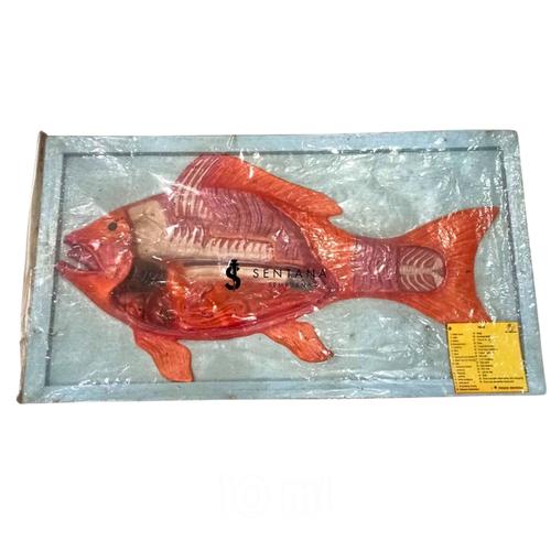 Jual Model Penampang Ikan / Alat Peraga Biologi Ikan Alat Laboratorium ...