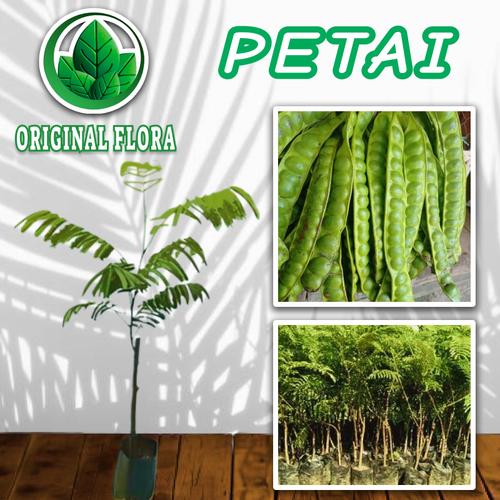Jual Bibit Tanaman Pete Bibit Petai Unggul Pohon Petai Pohon Pete ...