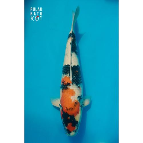Jual showa isa 70 bu female ikan koi import sertifikat breeder 875 ...