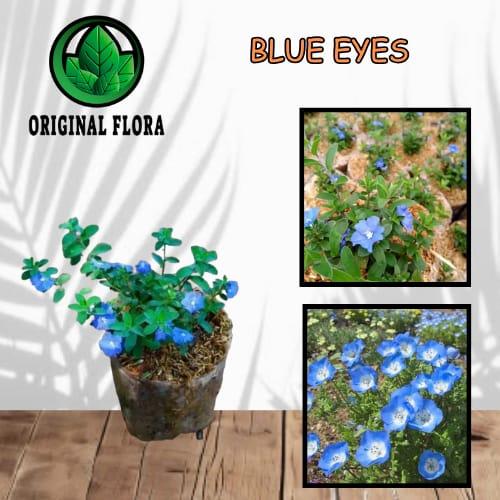 Jual Bibit Blue Eyes Tanaman Bunga Blue Eyes Tanaman Blue Eyes - Kota ...
