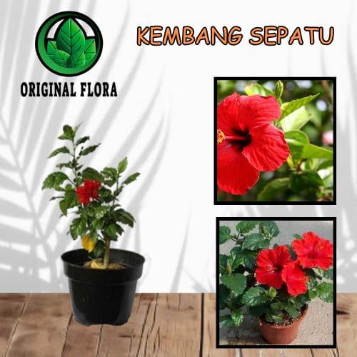 Jual Bibit Tanaman Kembang Sepatu Daun Bunga Sepatu Tanaman Hidup ...