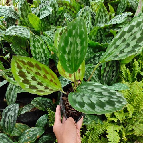 Jual tanaman hias calathea merak - tanaman merak kencur - Kab. Bogor ...