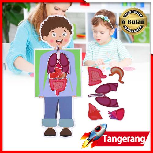 Jual Mainan Human Body Anak Mengenal Organ Manusia - Kota Tangerang ...