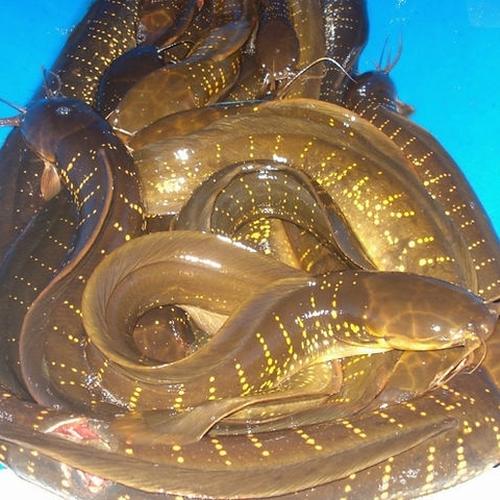 Jual Lele Lembat Exotic Tankmate ikan Predator - -+20cm - Jakarta Timur ...