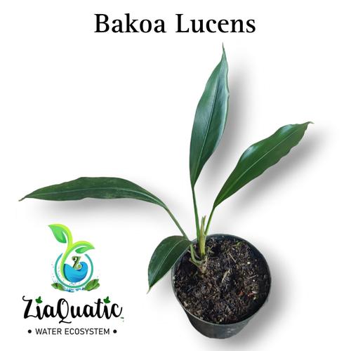 Promo Bakoa Lucens - Tanaman Hias Paludarium Jungleplant Outdoor ...