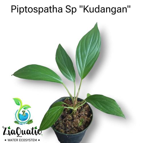 Promo Piptospatha Sp "Kudangan" - Tanaman paludarium Jungleplant - Kab ...