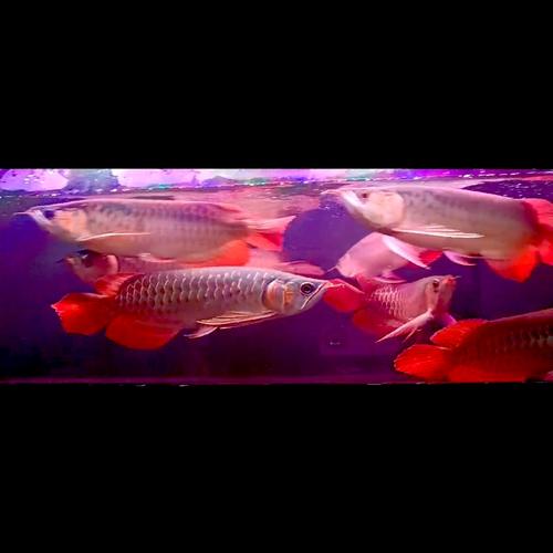 Jual arwana super red sepauk sepsial anatomi - Jakarta Barat ...