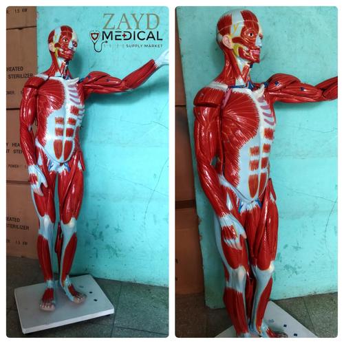 Jual Phantom manikin/ Manekin otot manusia/ manikin struktur otot ...