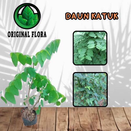 Jual Bibit Daun Katuk Bibit Katuk Pohon Katuk Memperbanyak Air Susu Ibu ...