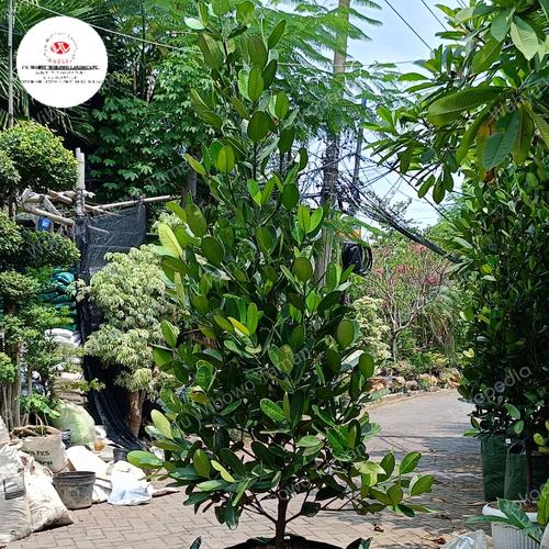 Jual tanaman pohon fukugi/garcinia/subelliptica/nangka taiwan tinggi ...