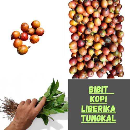 Jual Bibit Kopi Liberika Tungkal Betara - Biji Cherry - Kab. Tanjung ...