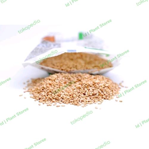 Jual benih rumput brachiaria decumben diskon 1kg-benih rumput pakan ...