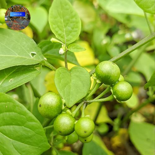 Jual Tanaman lenca sayuran - Kab. Bandung Barat - Teh Evi HerbalQu ...