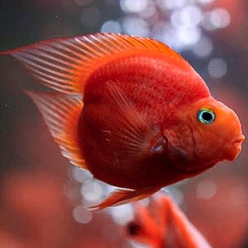 Jual Red Parrot Fish No Tail / Half Tail / Ikan Hias Parrot Tanpa Ekor ...
