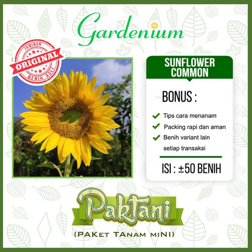 Jual 50 Benih Bunga Matahari Common Sunflower Tanaman Bunga Unggul ...
