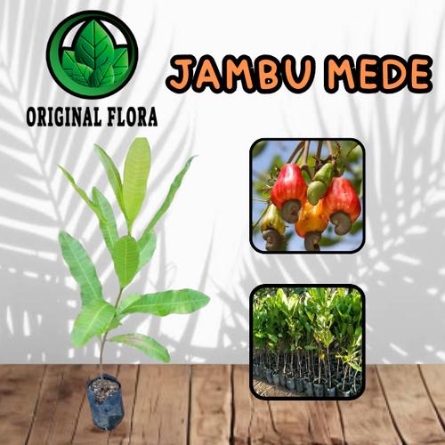 Jual Bibit Jambu Mede Bibit Jambu Monyet Pohon Jambu Mede Original ...