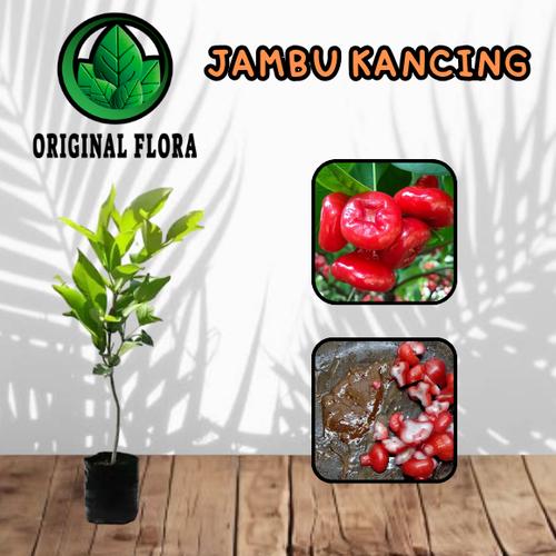 Jual Bibit Jambu Air Kancing Tanaman Jambu Pohon Jambu Kancing - Kota ...