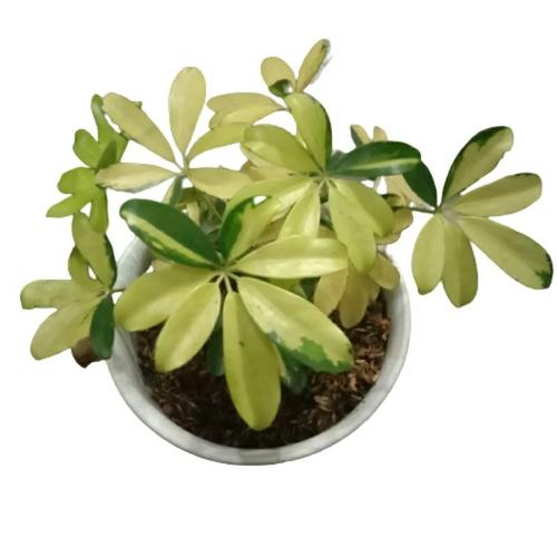 Jual TANAMAN HIAS WALISONGO GOLDEN / WALISONGO MINI - Kab. Bogor ...