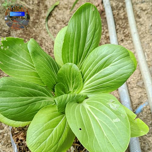 Jual tanaman pakcoy sayuran - Kab. Bandung Barat - Teh Evi HerbalQu ...