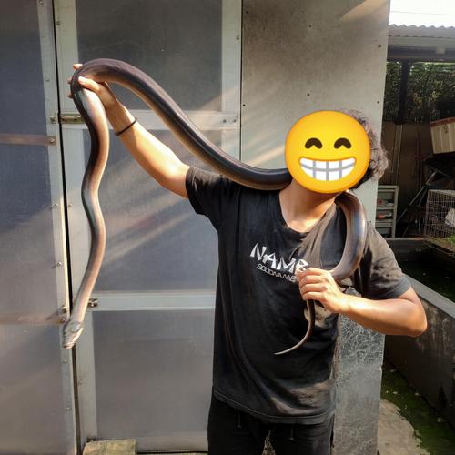 Jual ular black albertisi python jumbo jantan dan betina no retic boa ...