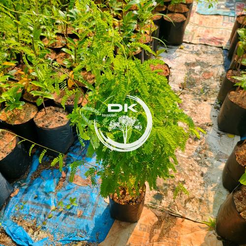 Jual SAGA Super Rimbun Tanaman Herbal / Pohon Daun Saga - Jakarta Barat ...