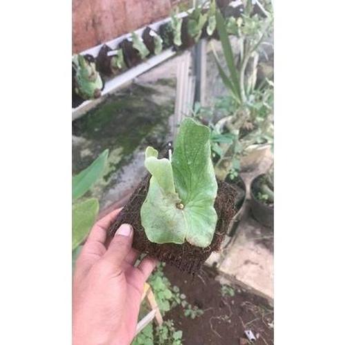 Jual platycerium wandae atau simbar menjangan papua size baby rawatan ...