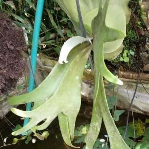 Jual tanaman kadaka uncal kadaka tanduk uncal Platycerium bifurcatum C ...