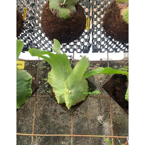 Jual platycerium wandae spesies papua - Jakarta Pusat - ARCOMART ...