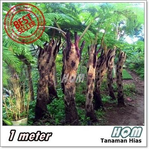 Jual PAKIS HUTAN / PAKIS MONYET 1 METER - Jakarta Barat - Kebun Raya 96 ...