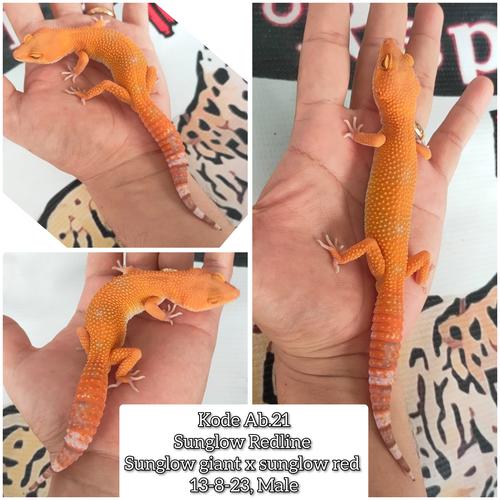 Jual Leopard Gecko Sunglow Red Line (ab.21) - Kab. Bekasi - Istana ...