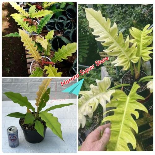Jual Philodendron Golden Crocodile Saw Real Pict Tanaman Hias Bunga ...