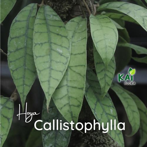 Jual Hoya Callistophylla - Kab. Bandung - Kai Flora | Tokopedia