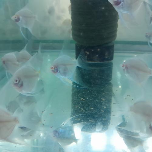 Jual Ikan Red Eyes Manfish White/Manfish Red Eyes White - 5cm - Jakarta ...