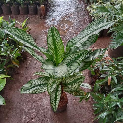 Jual Pohon indoor calathea pinstrip ornata + pot terasso - Kab. Bogor ...