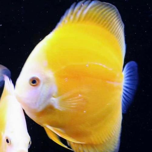 Jual ikan discus murah (COD) 1cm 2cm 1inch - golden melon, 1inch - Kab ...