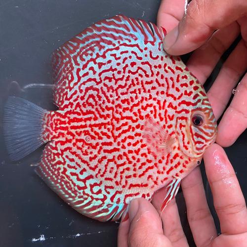 Promo discus leo panthera 4 in / ikan discus / ikan diskus / ikan hias ...