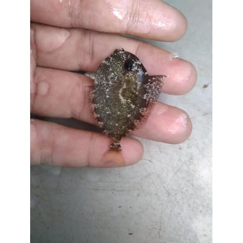 Promo Botana Naso VLAMINGI Size S- Ikan Hias Laut - Kota Depok - Vijay ...