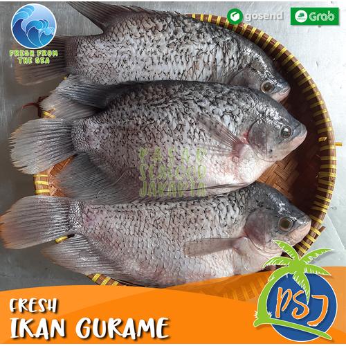 Jual Ikan Gurame Fresh / Gurame ikan segar / Ikan Air Tawar Seafood ...